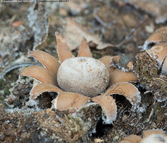 Kuva: Kukkamaatähti, Geastrum floriforme - Geastrum floriforme maatähti ...