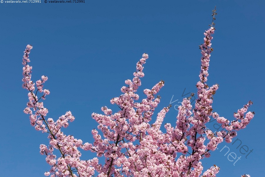 Kuva: Kirsikkapuu kukkii - kirsikankukat kirsikka kukat Prunus ...