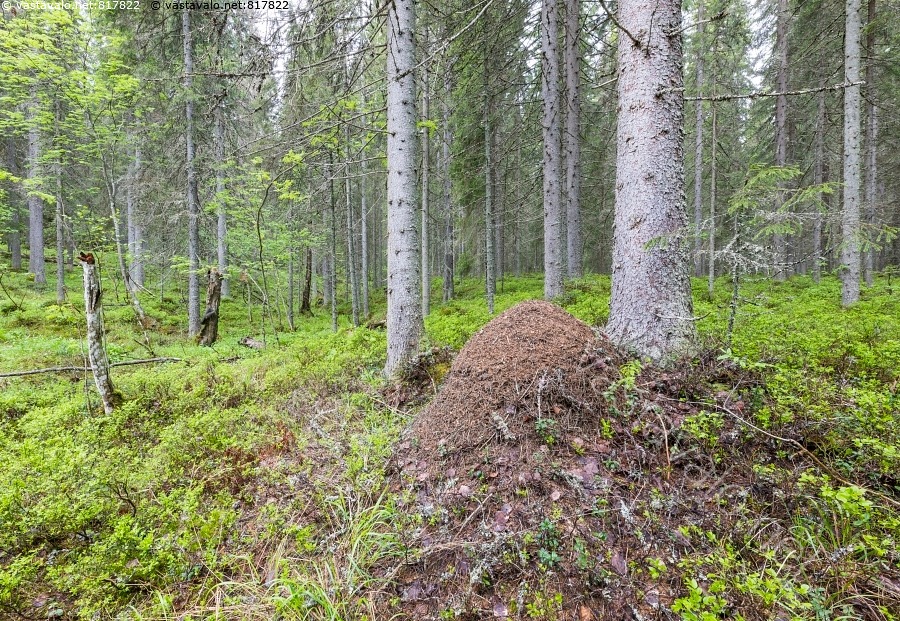 Kuva: Muurahaiskeko Kolin kansallispuistossa - Koli Kolin ...