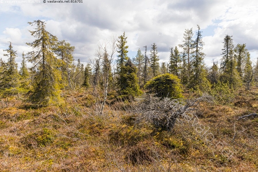 Kuva: Metsää Kuukkelilenkin varrella Pikku-Tankavaaralla - Lappi metsä ...