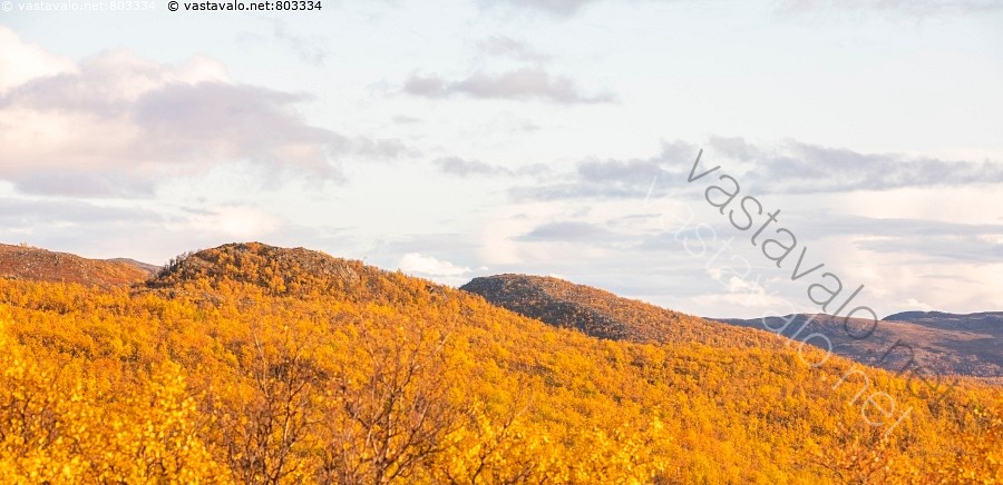 Kuva: Ruskan väriloistoa Lapissa - Lappi ruska ruska-aika ruskamaisema ...