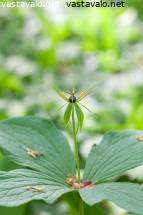 Hakutulokset - karhunmarja - Kuvapankki - Kuvatoimisto Vastavalo.net