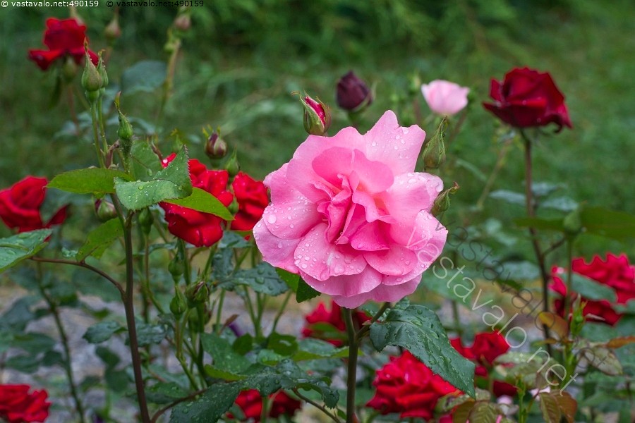 Kuva: Queen Elisabeth ruusu - Queen Elisabeth ruusu kerrattukukkainen ...