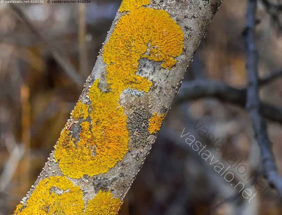 Kuva: Haavan jäkälä - haapa Populus tremula haavanrunko kuvio ...