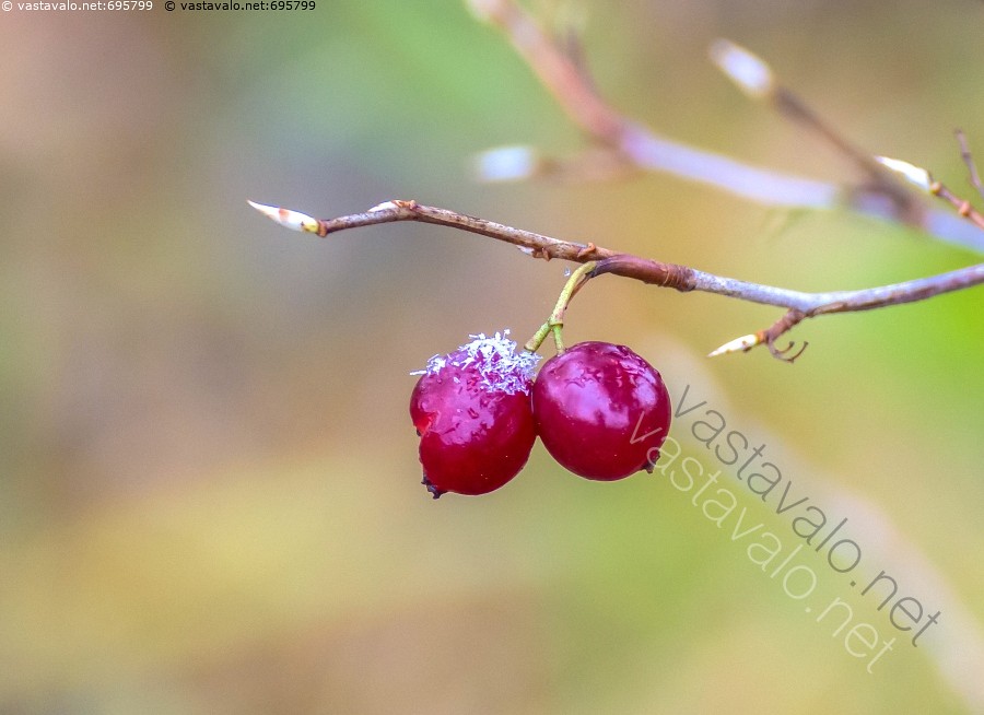 Kuva: Taikinamarja - taikinamarja Ribes alpinum punainen marja marjat ...