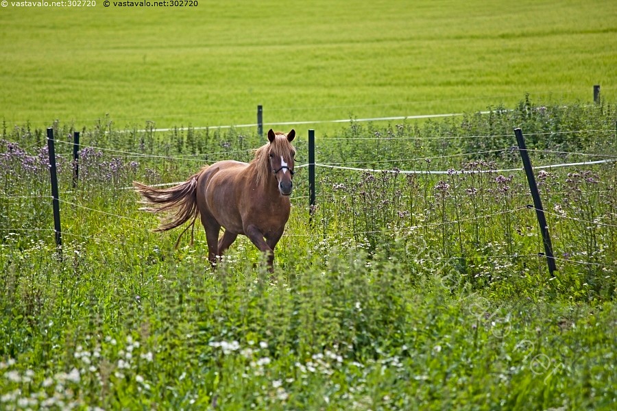 Kuva: Hevonen laitumella - hevonen Equus caballus suurikokoinen ...