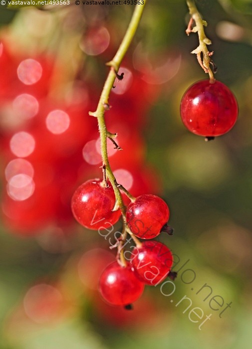 Kuva: Punaherukka - Punaherukka lännenpunaherukka Ribes rubrum ...