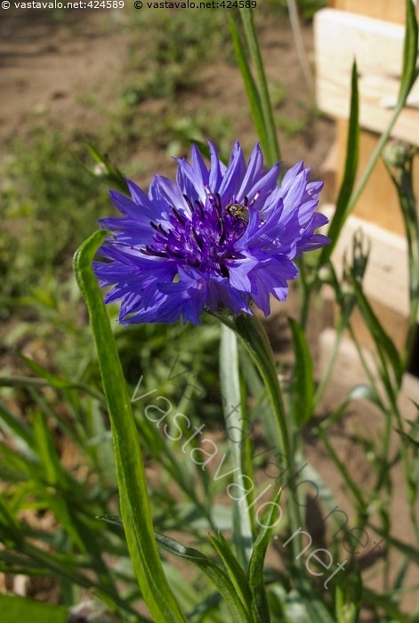 Kuva: Ruiskaunokki - ruiskaunokki Centaurea cyanus ruiskukka ...