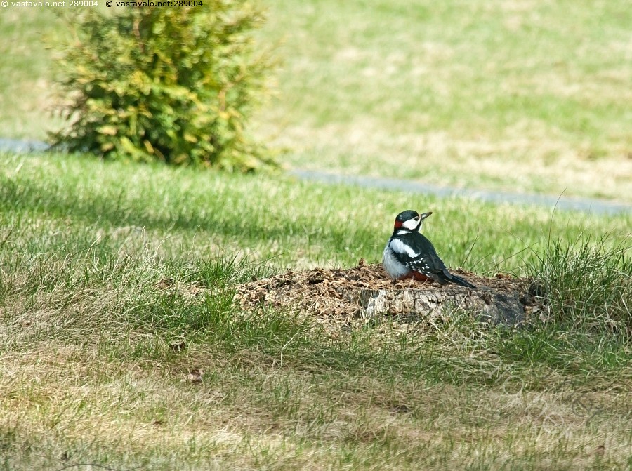 Kuva: Tikka - Dendrocopos major tikka lintu käpytikka tikkalintu ...