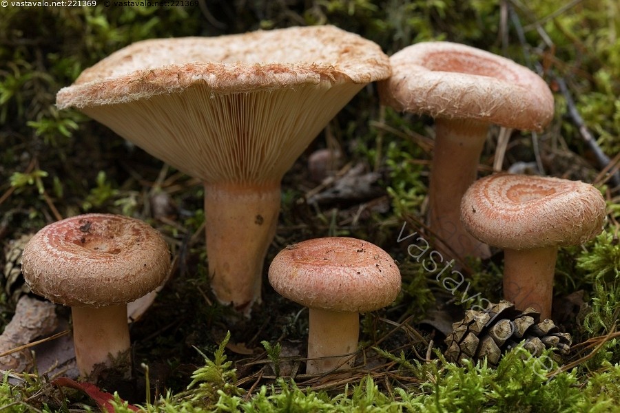 Kuva: Karvarouskut - Lactarius torminosus karvarousku karvalaukku sieni ...