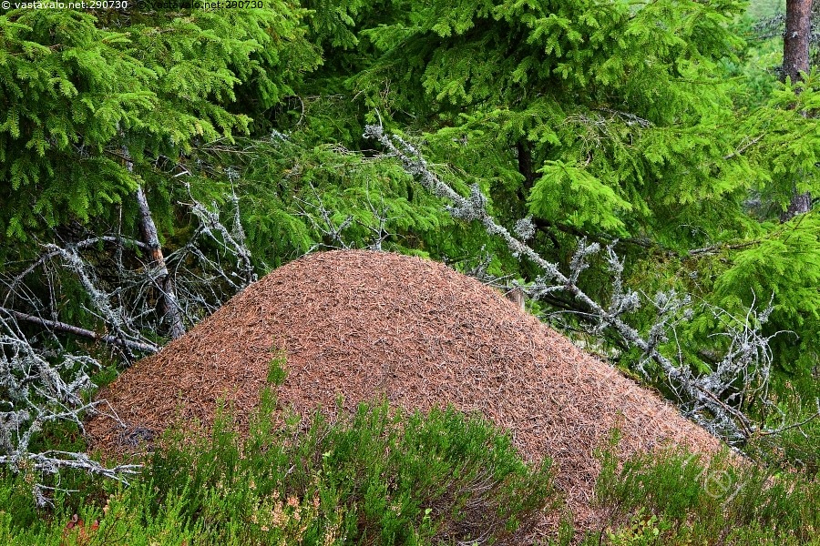 Kuva: Muurahaiskeko - muurahaiskeko keko muurahaispesä metsä luonto ...