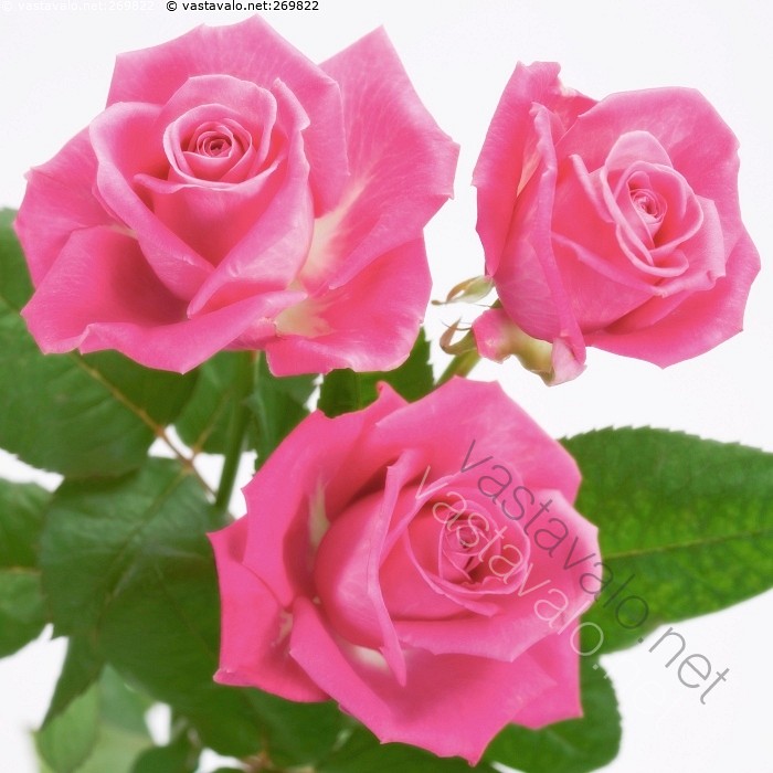 Kuva: Vaaleanpunaiset ruusut - ruusu ruusut kukka kukat leikkokukka ...