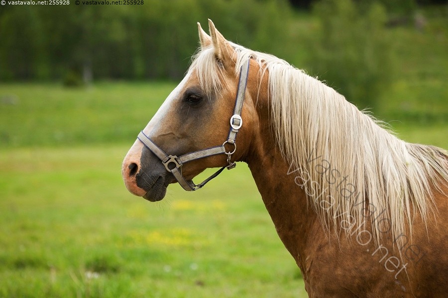 Kuva: Hevonen laitumella - hevonen heppa kotieläin eläin nurmikko ...