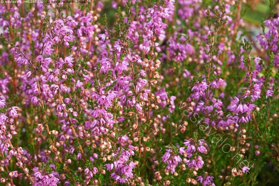 Kuva: Kanerva - kasvi kasvit kanerva kukkiva tausta metsä Julita ...