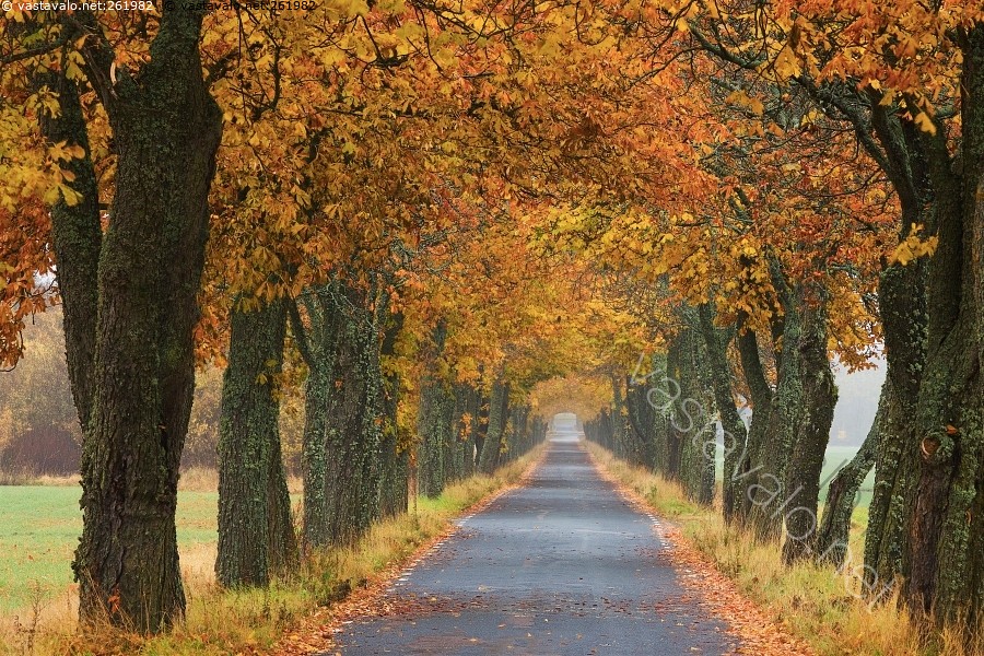 Kuva: Syksyinen kuja - syksy ruska puu puut tie asfaltti kuja autotie ...