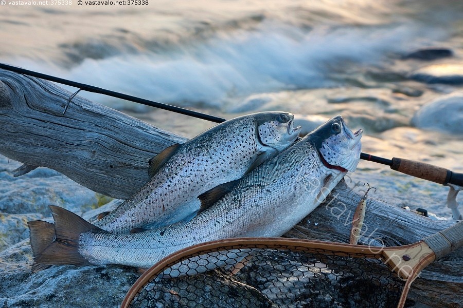 Kuva: Meritaimenet - kala lohikala meri meritaimen Itämeri kalastus ...