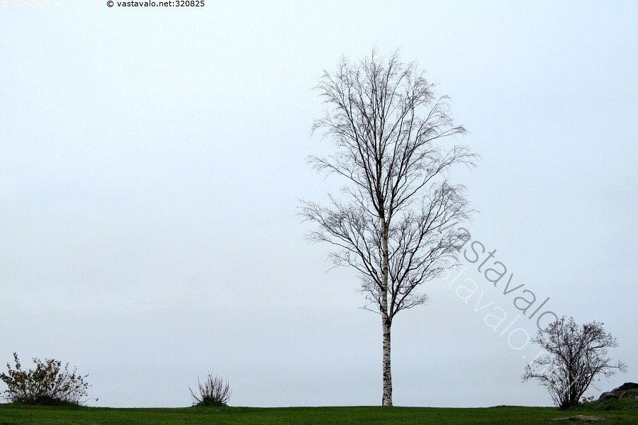 Kuva: Ilman lehtiä - koivu puu pensas ruoho lehdetön syksy koivupuu ...