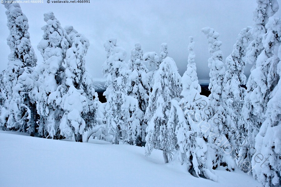 Kuva: Luminen maisema - talvi luminen maisema Konttainen Kuusamo ...