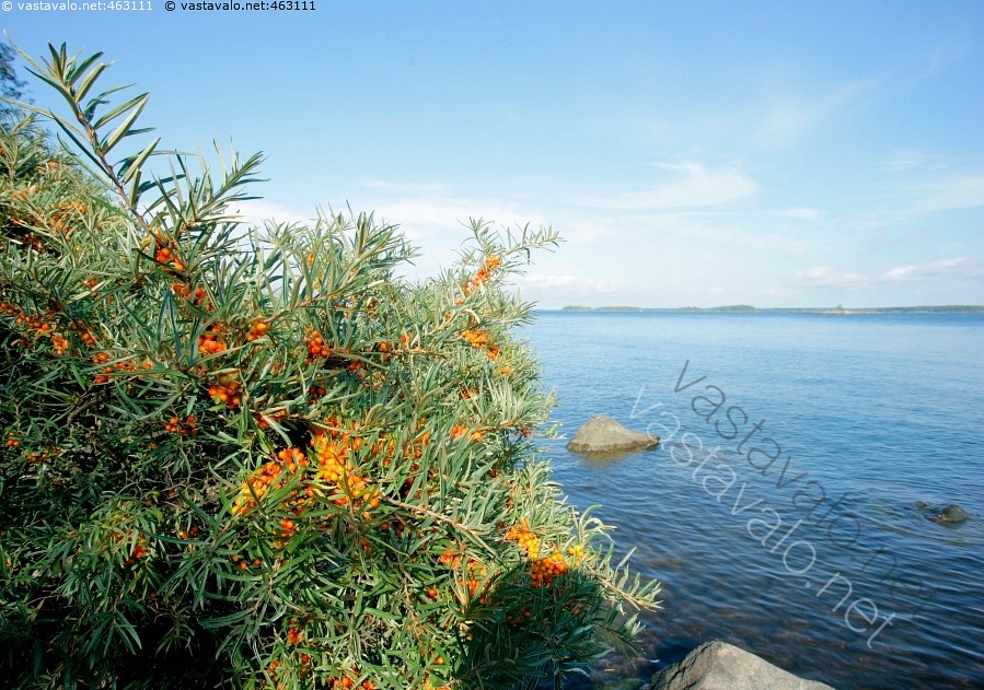 Kuva: Tyrnimarja - tyrni tyrnimarja tyrnipensas terttu marjaterttu oksa ...