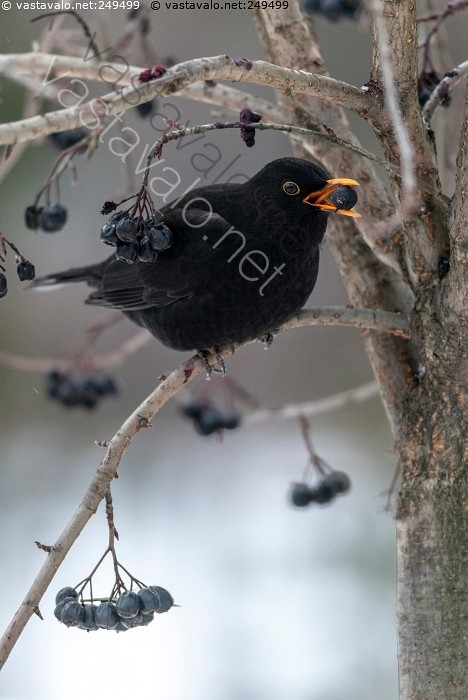 Kuva: Mustarastas marja-aroniassa - mustarastas rastas talvi koiras ...