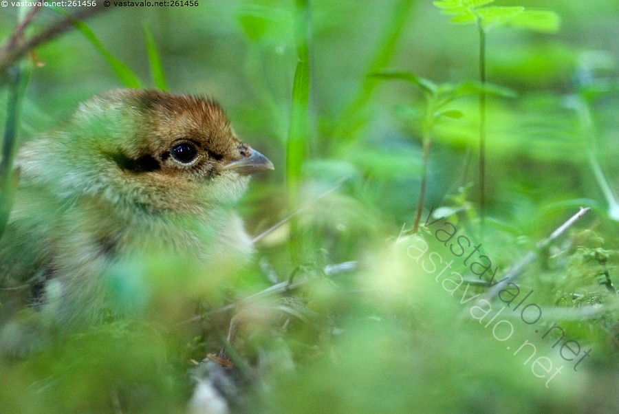 Kuva: Pyyn poikanen - pyy poikanen pyynpoikanen Tetrastes bonasia ...