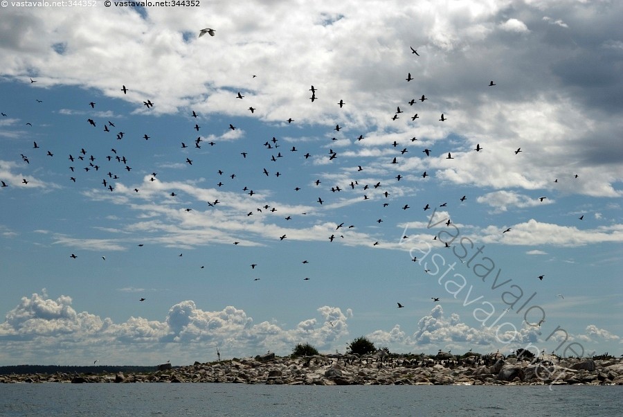 Kuva: Merimetsoparvi - merimetso Phalacrocorax carbo merimetsoparvi ...
