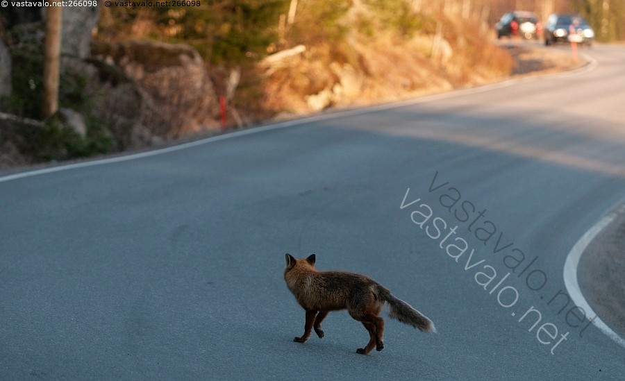 Kuva: Vaara maantiellä - kettu liikenne maantie ylittää tie eläin peto ...