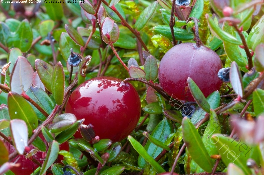 Kuva: Karpalot - karpalo kasvi marja suo marjasuo karpalosuo suomarja ...