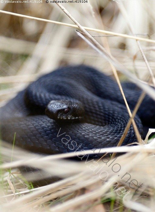 Kuva: Musta kyy - musta kyy matelija käärme kyykäärme suomu silmä kuiva ...