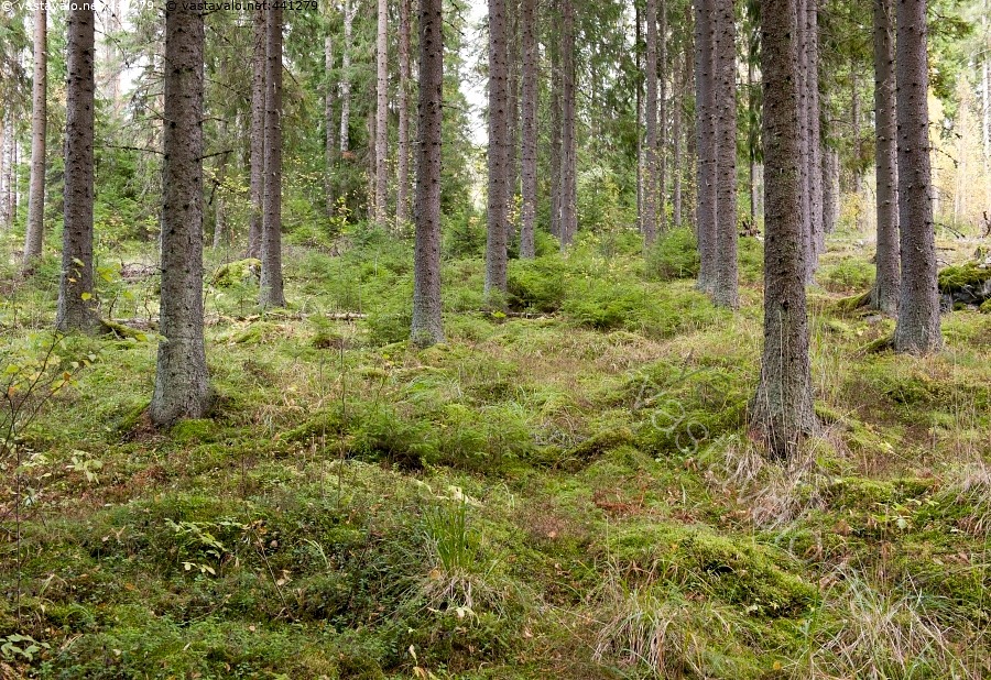 Kuva: Kuusikko - kuusimetsä kuusi kuusikko kuusipuu puu metsä runko ...
