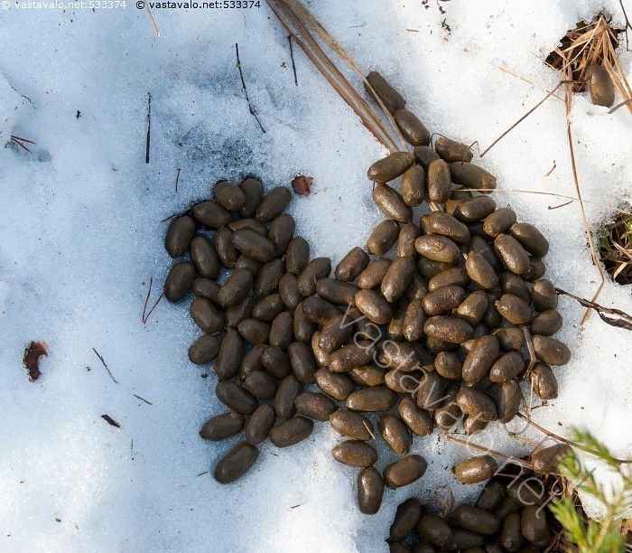 Kuva: Hirven jätös - papana papanat pipana jätös jätökset hirvi hirven ...