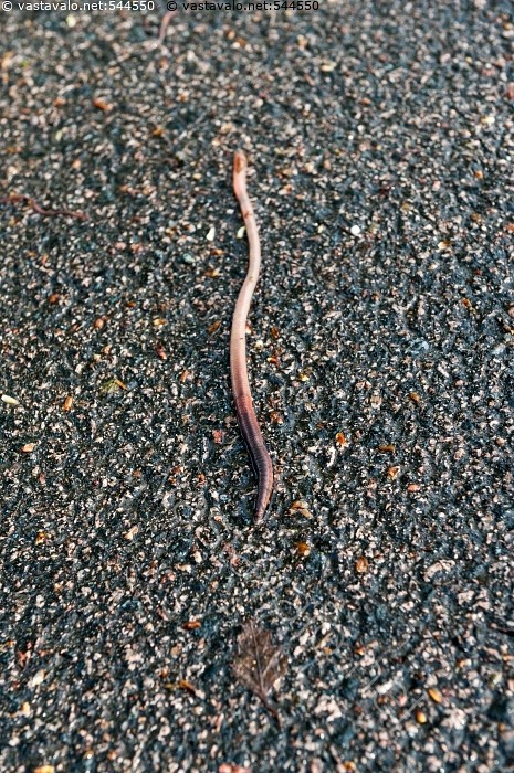 Kuva: Kastemato asfaltilla - mato kastemato kasiainen kasteliero liero ...