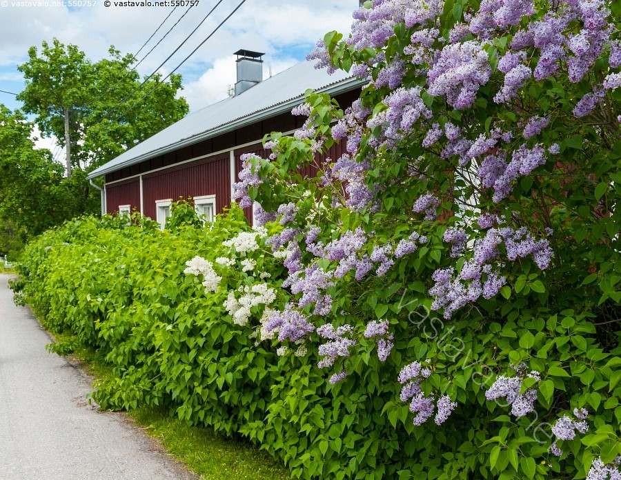 Kuva: Syreeni - pihasyreeni syreeni kukkiva kukkia lila valkea ...