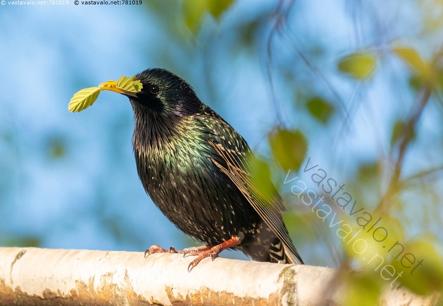 Kuva: Kottarainen pesänrakennuspuuhissa - kottarainen rakentaa pesä ...