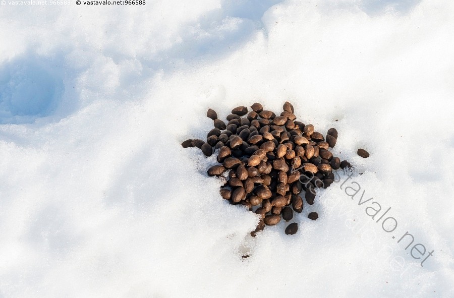 Kuva: Hirven jätös - papana papanat pipana jätös jätökset hirvi hirven ...
