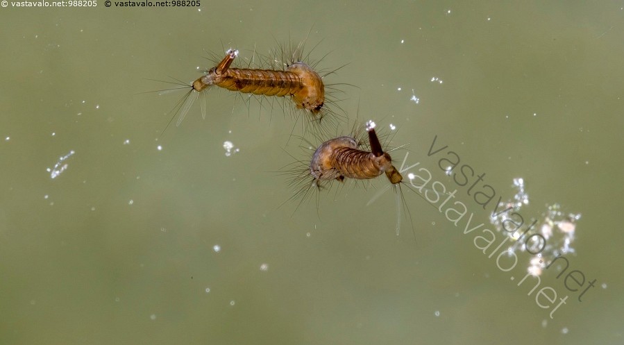 Kuva: Hyttysen toukat hengittämässä - hyttynen toukka hyttysen toukat ...