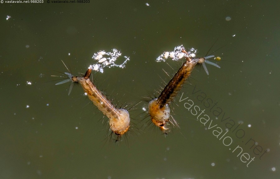 Kuva: Hyttysen toukat hengittämässä - hyttynen toukka hyttysen toukat ...