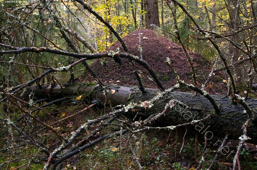 Kuva: Muurahaispesä - muurahainen muurahaispesä keko muurahaiskeko ...