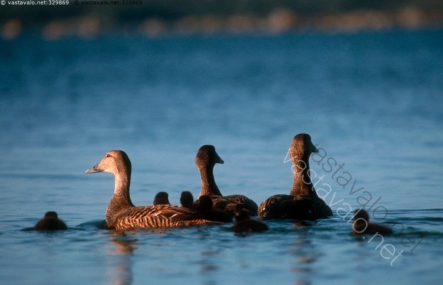 Kuva: Haahkaperhe - haahka Somateria mollissima haahkaemo naaras lintu ...