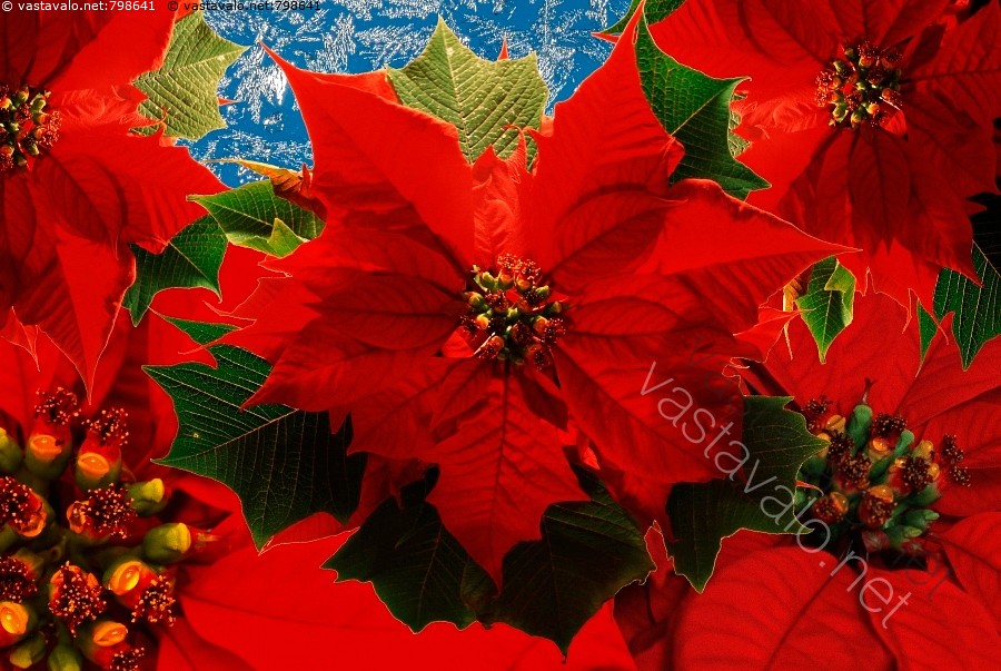 Kuva: Joulunpunaa - joulu joulutähti joulukukka joulun kukka punainen ...