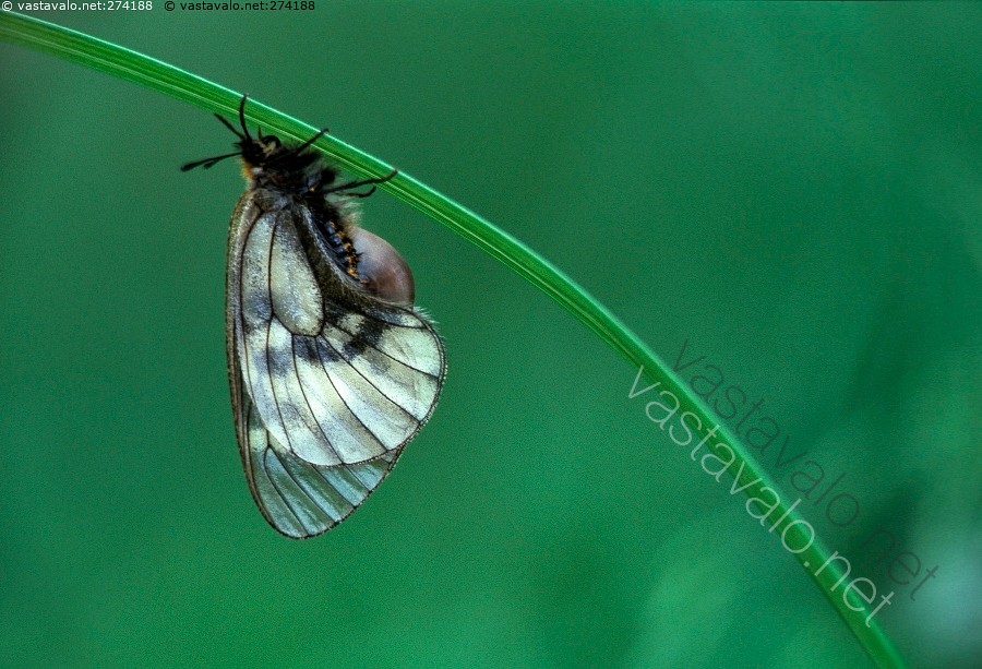 Kuva: Pikkuapollo - pikkuapollo mesiangervo perhonen päiväperhonen ...