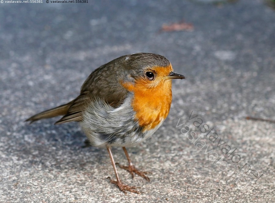 Kuva: Punarinta - punarinta Erithacus rubecula lintu muuttolintu ...