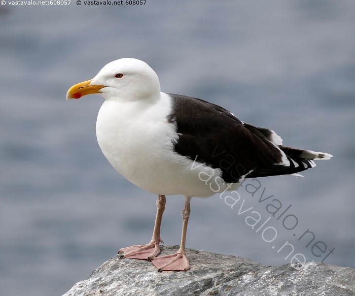 Kuva: Merilokki - Merilokki Larus marinus lintu linnut lokki lokit ...