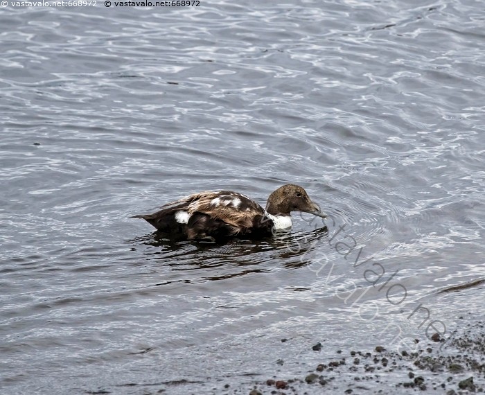Kuva: Esiaikuinen haahka - Haahka Somateria mollissima lintu vesilintu ...