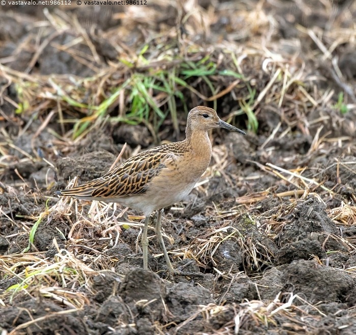 Kuva: Nuori suokukko - suokukko Philomachus Calidris pugnax lintu ...