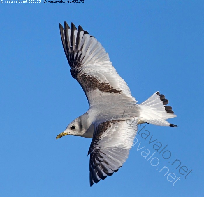 Kuva: Pikkukajava Helsingissä - pikkukajava Rissa tridactyla lintu ...