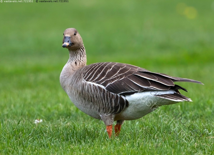 Kuva: Tundrametsähanhi - hanhi metsähanhi tundrametsähanhi Anser ...