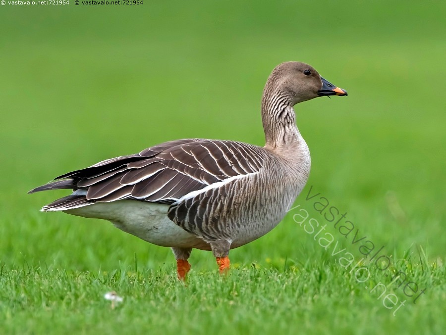 Kuva: Tundrametsähanhi - hanhi metsähanhi tundrametsähanhi Anser ...