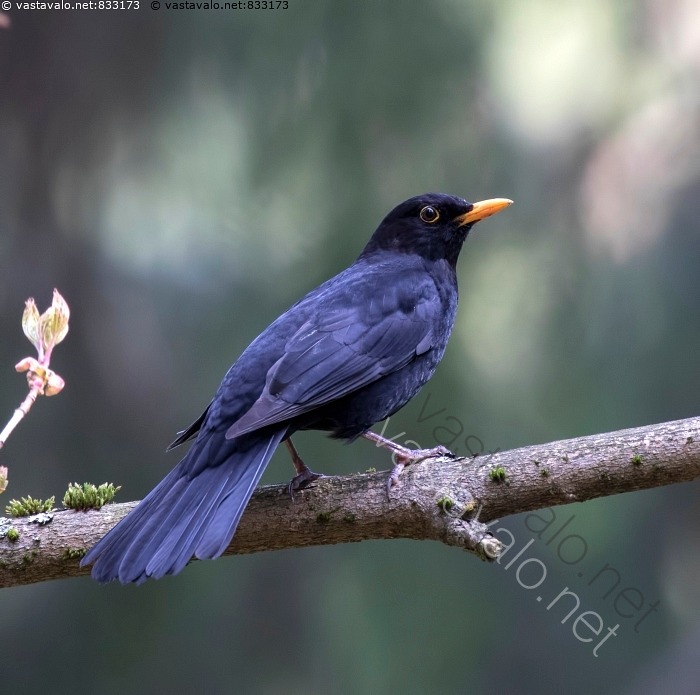 Kuva: Mustarastas - mustarastas Turdus merula lintu rastas koiras ...