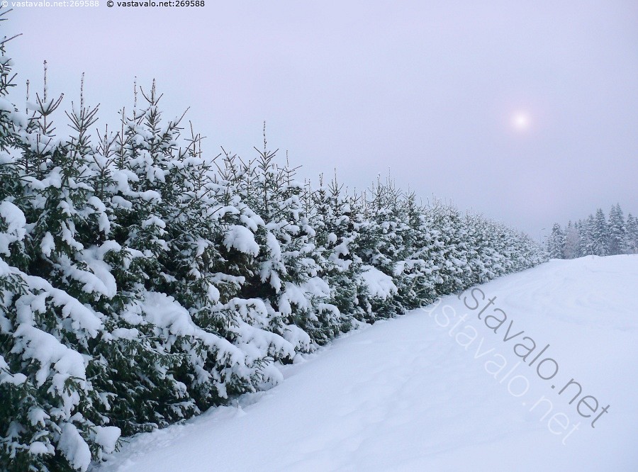 Kuva: Kuusiaita - kuusiaita aita kuusi kuuset havupuu havupuut pelto ...